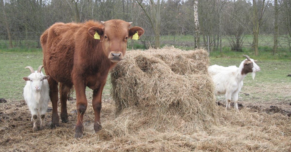 Mindre dyrehold (hobby) - Odsherred Kommune