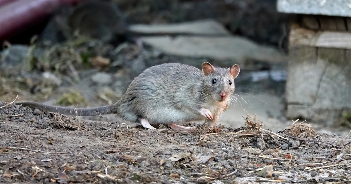 Øvrige dyr - Odsherred Kommune